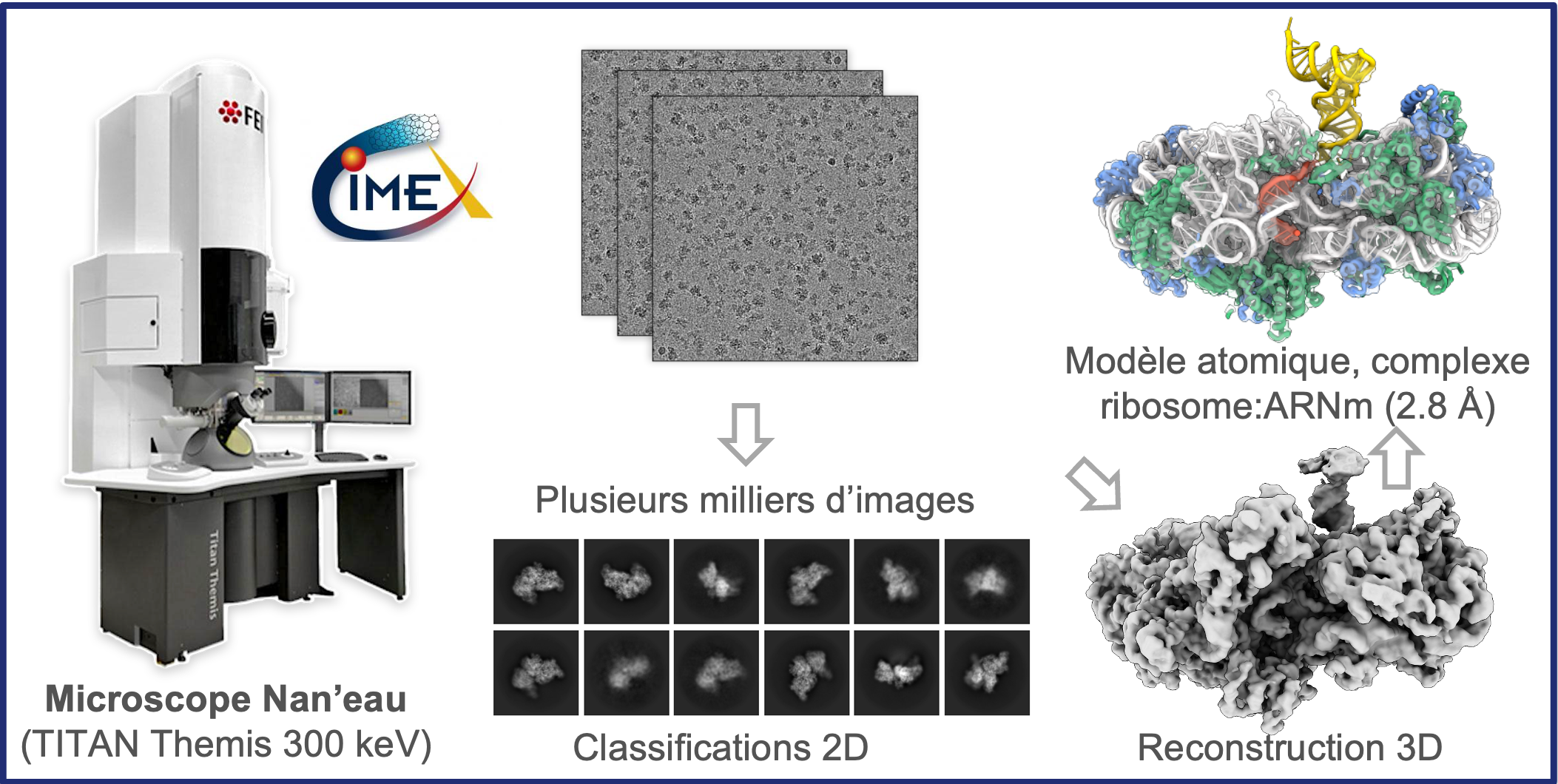 Évolution : Des Mécanismes Révèlent La Proximité Entre Les Eucaryotes ...